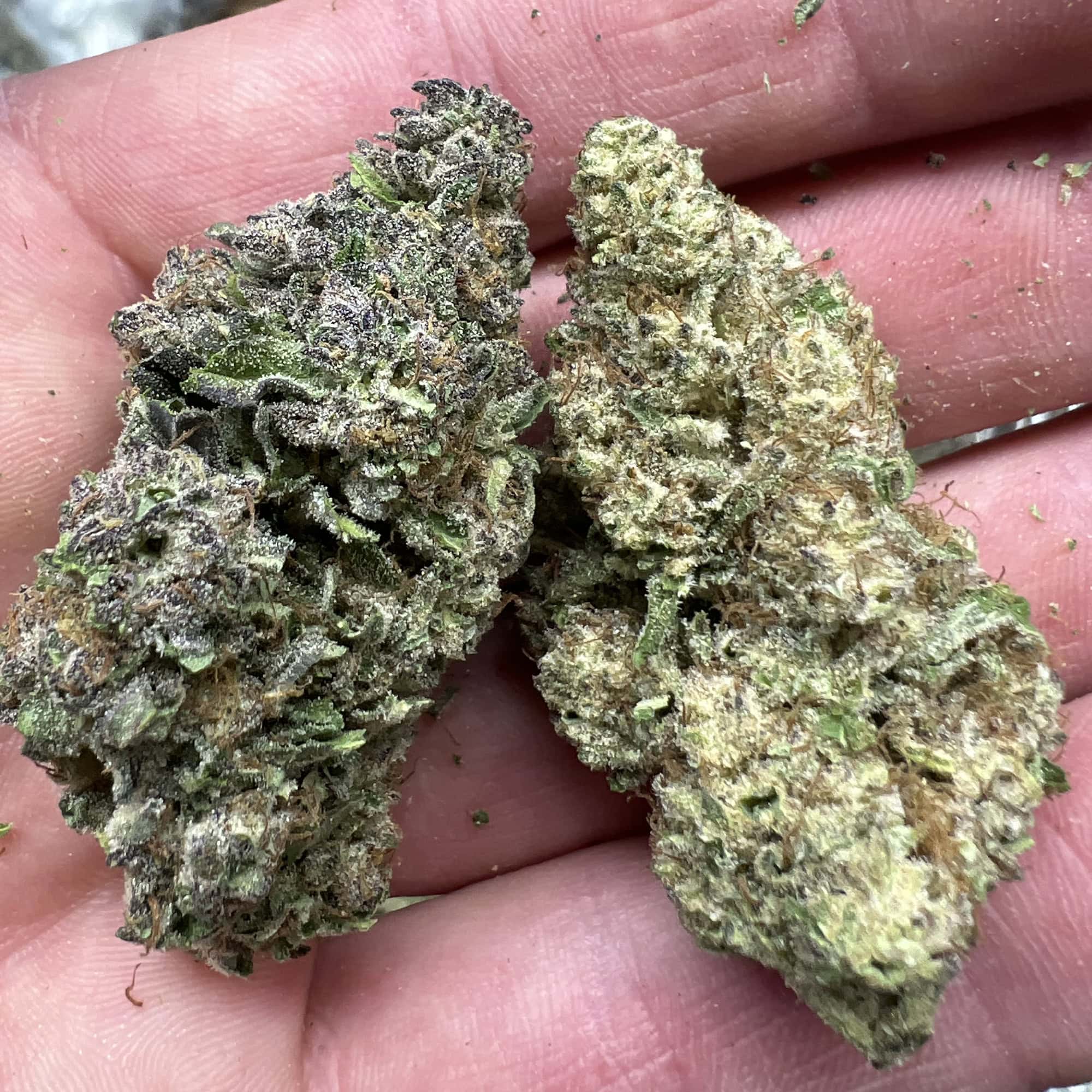 Super Buff Cherry THCA Flower | Exotic THCA Flower Pounds