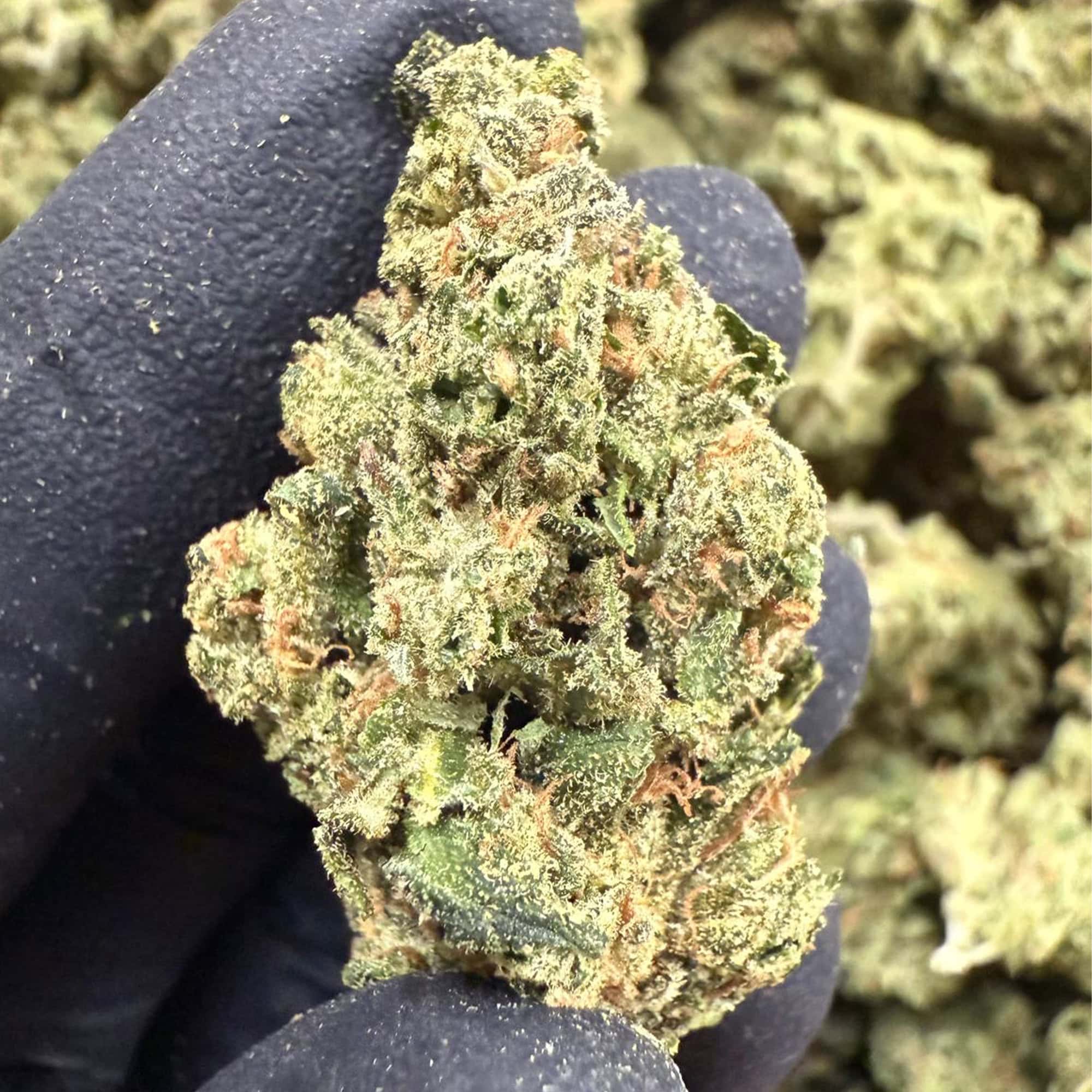 Blue Dream THCA Flower | Buy Pounds of Our Potent Sativa Strain
