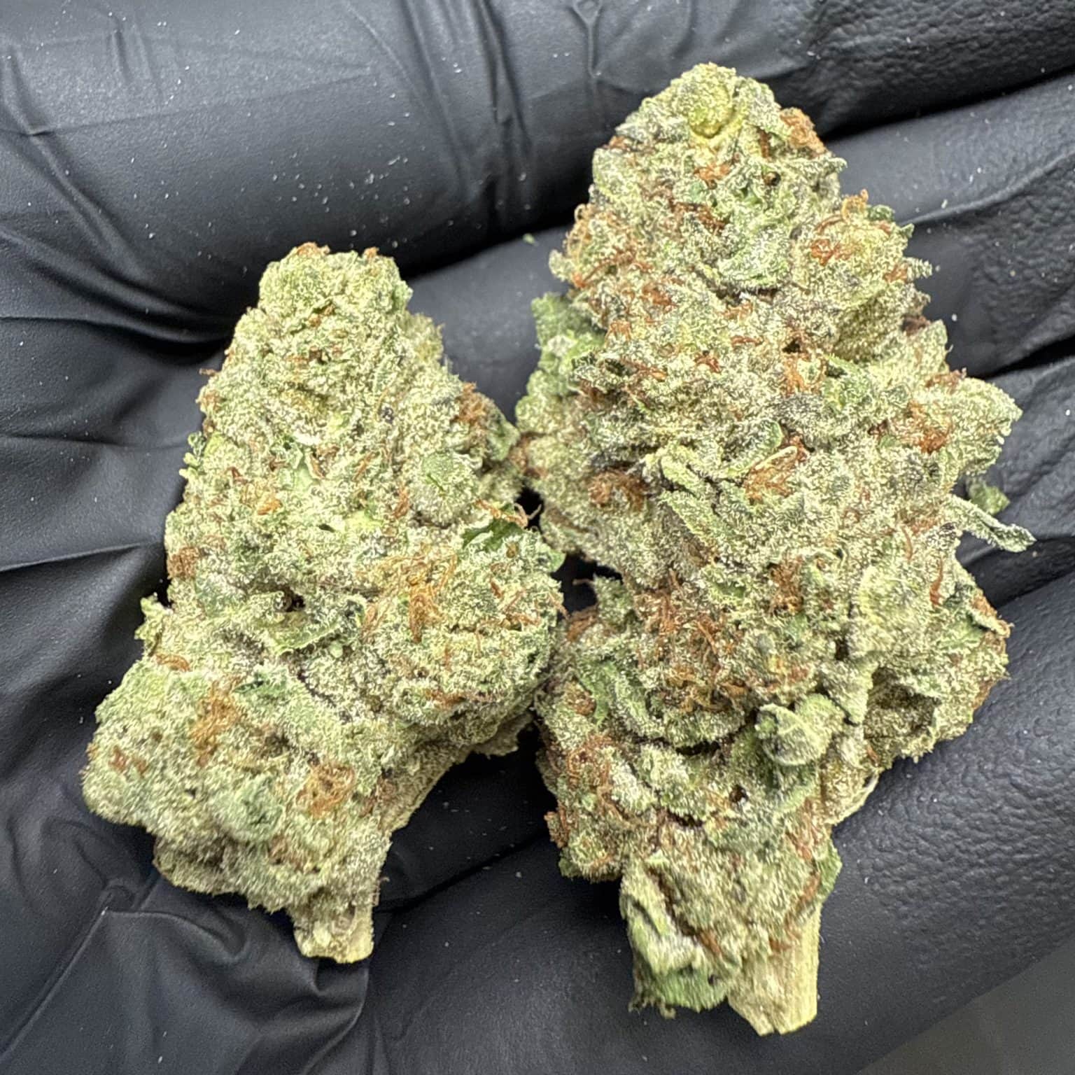 Ice Cream Cake THCA Flower | Wholesale THCA Pounds for Sale