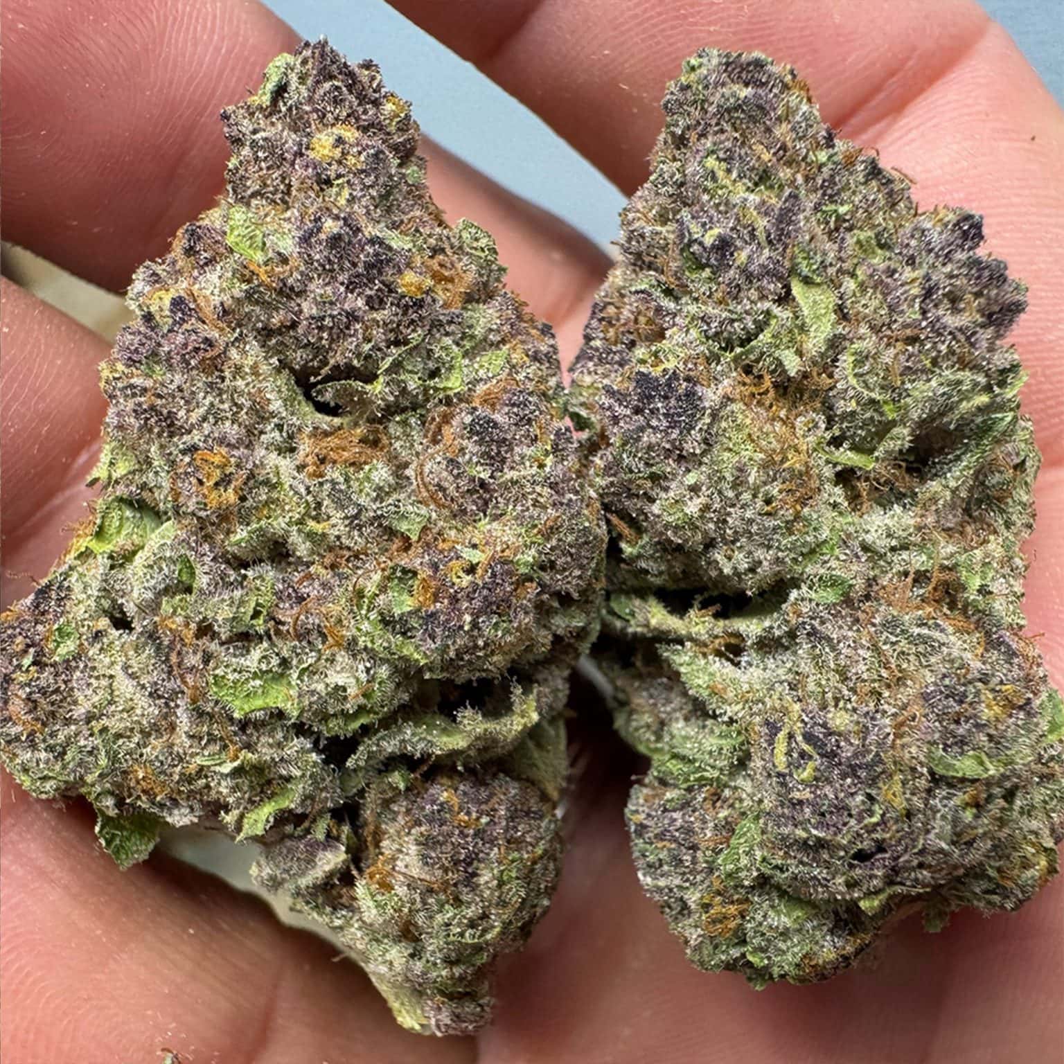 Trop Cherry THCA Flower | 30.5% Cheap THCA Flower Pounds