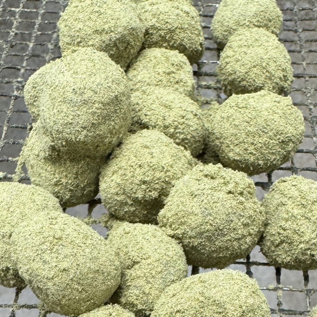 Gush Mintz THCA Moonrocks | Bulk Wholesale THCA Moon Rocks