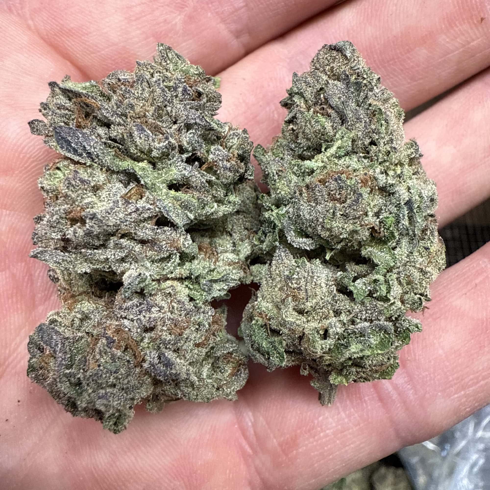 Mochi Cheap THCA Flower Ounces and Pounds | Light Dep THCA